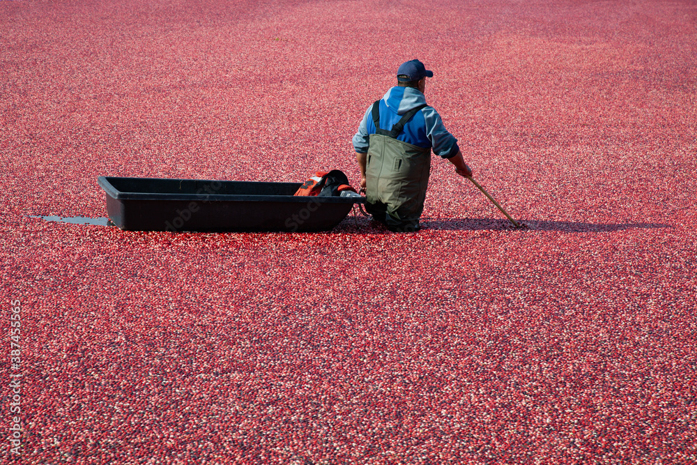 Cranberry field worker performing harvesting work. Water surface ...