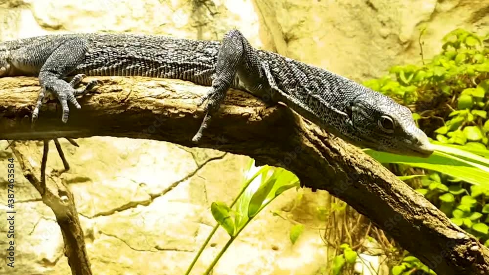 Big grey lizard climbing a tree in the zoo. Watching amphibians in a ...