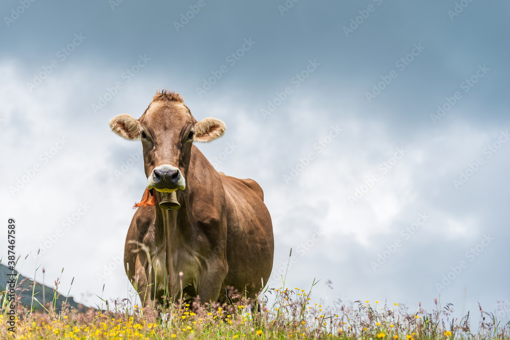 Alpine cow with gold bell on a green meadow and field of wildflowers in ...