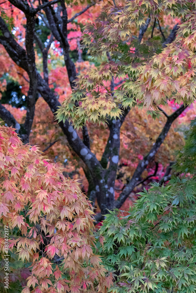 Autumn leaves. Acer trees in a blaze of colour, photographed at ...