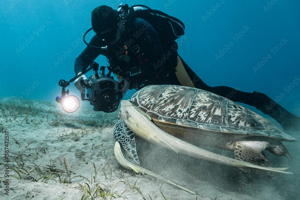 Professional diver / underwater photographer and Green Sea Turtle in ...