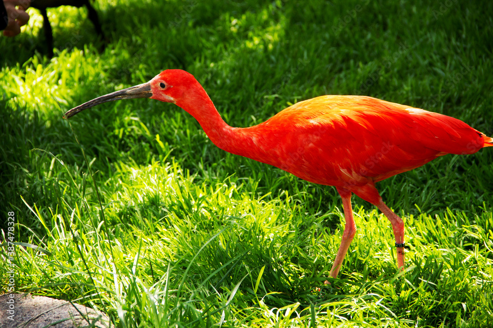 The scarlet ibis, Eudocimus ruber, is a species of ibis in the bird ...
