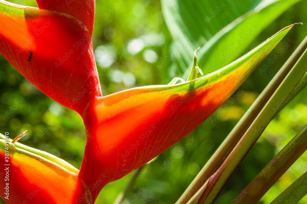 The overwhelming beauty of the flora and fauna of Costa Rica. Photos ...