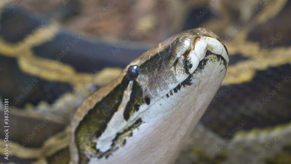 Closer look of the white spots on the boa constrictor Stock Video | Adobe Stock