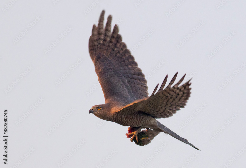The shikra is a small bird of prey in the family Accipitridae found ...