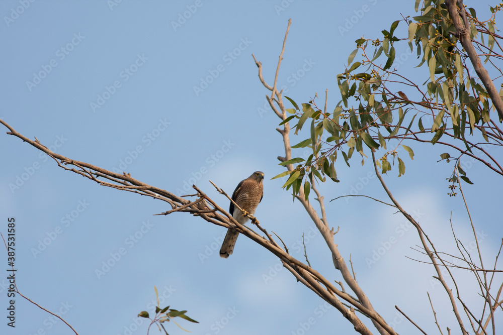 The shikra is a small bird of prey in the family Accipitridae found ...