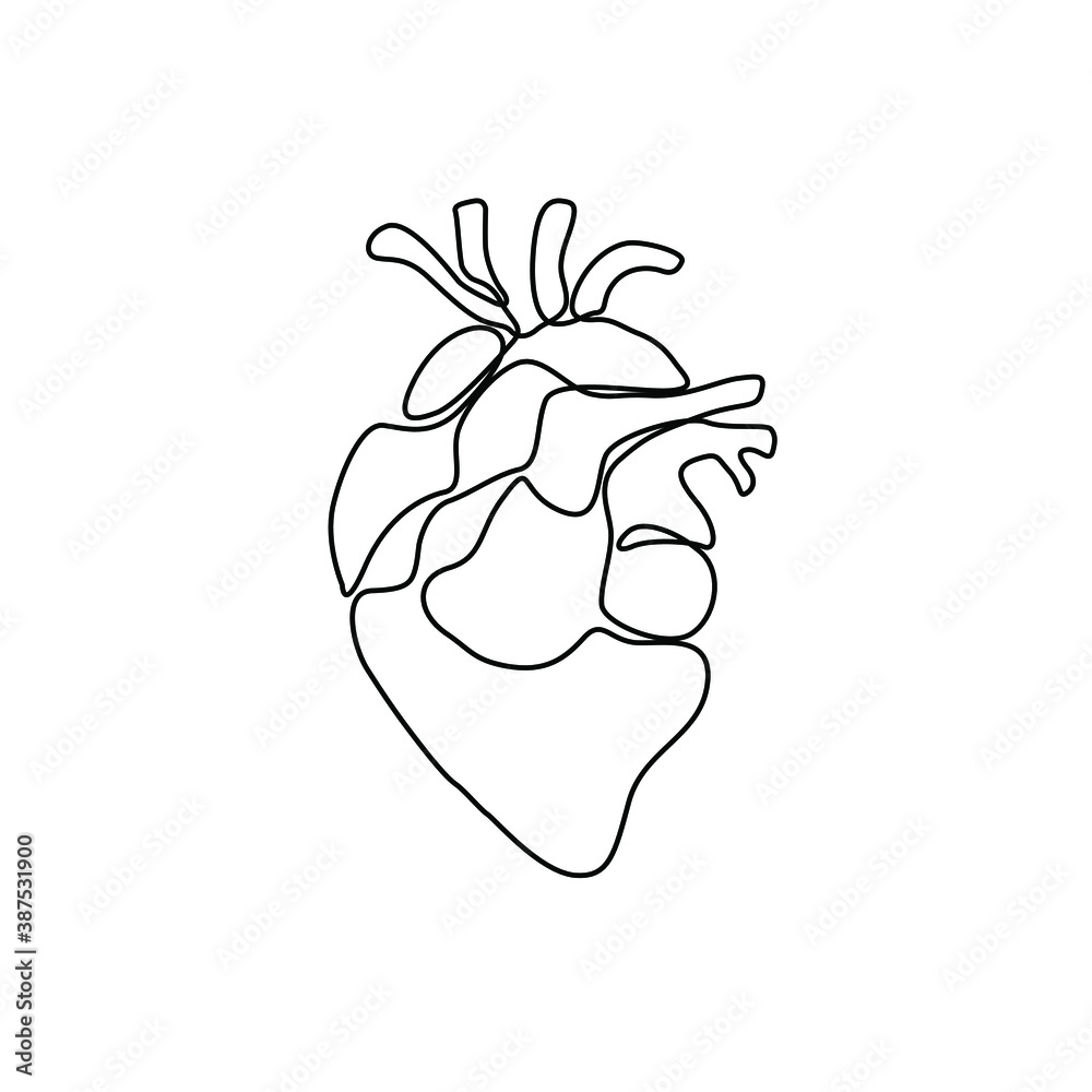 Heart continuous line drawing, isolated vector illustration, human ...