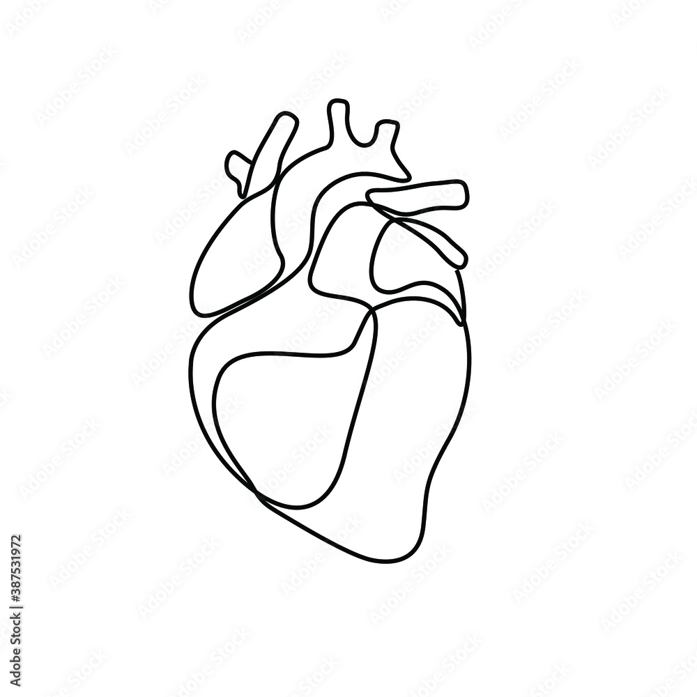 Heart continuous line drawing, isolated vector illustration, human ...