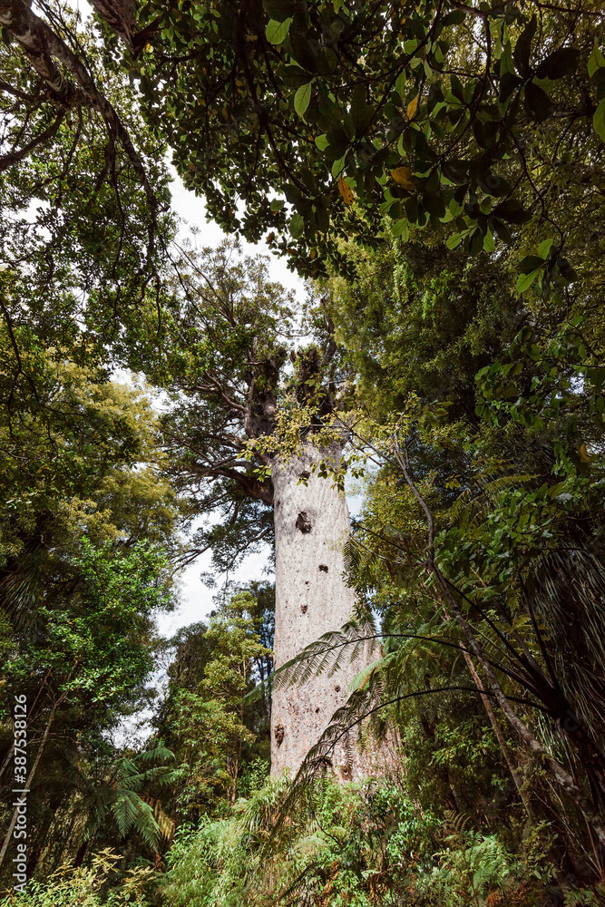 Tane Mahuta, the giant Kauri Tree in rainforest Stock Photo | Adobe Stock