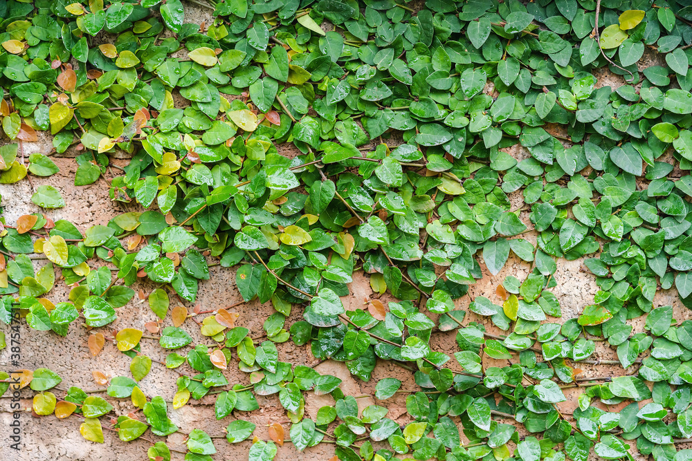 Ficus Pumila (Creeping Fig), 54% OFF