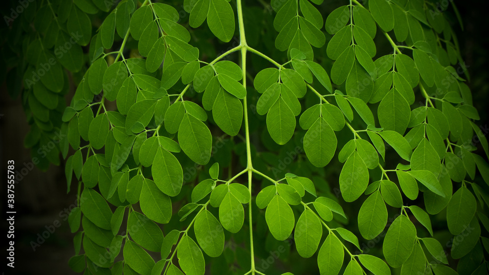 Fresh Green Moringa leaves Medicinal Plant (Moringa oleifera Lamk ...