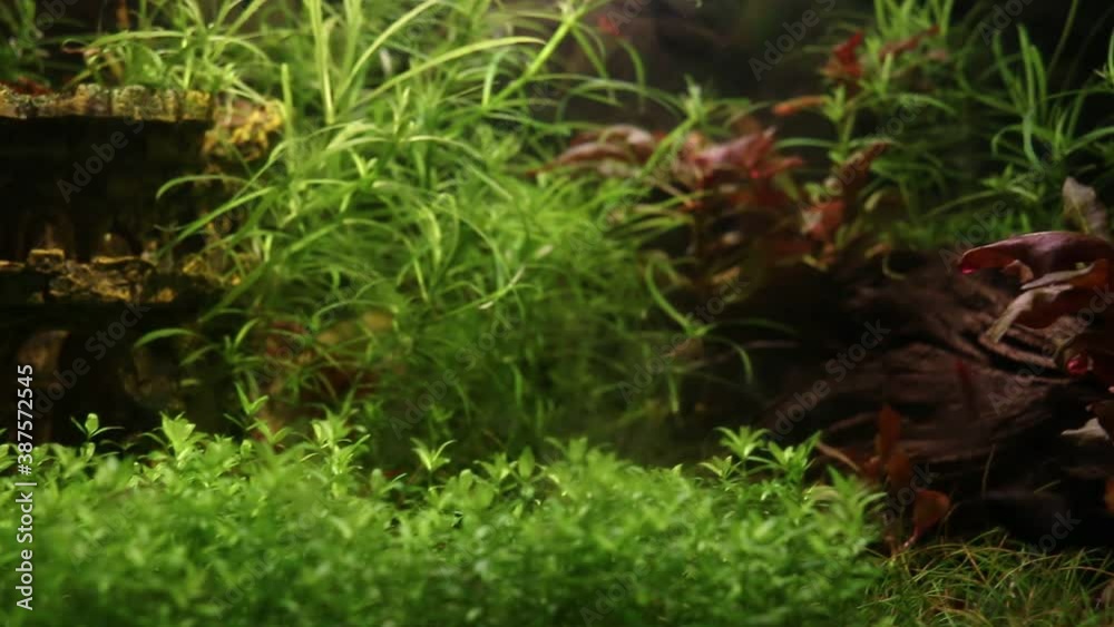Pearl weed, Hemianthus Micranthemoides in detail, camera pan, left to ...