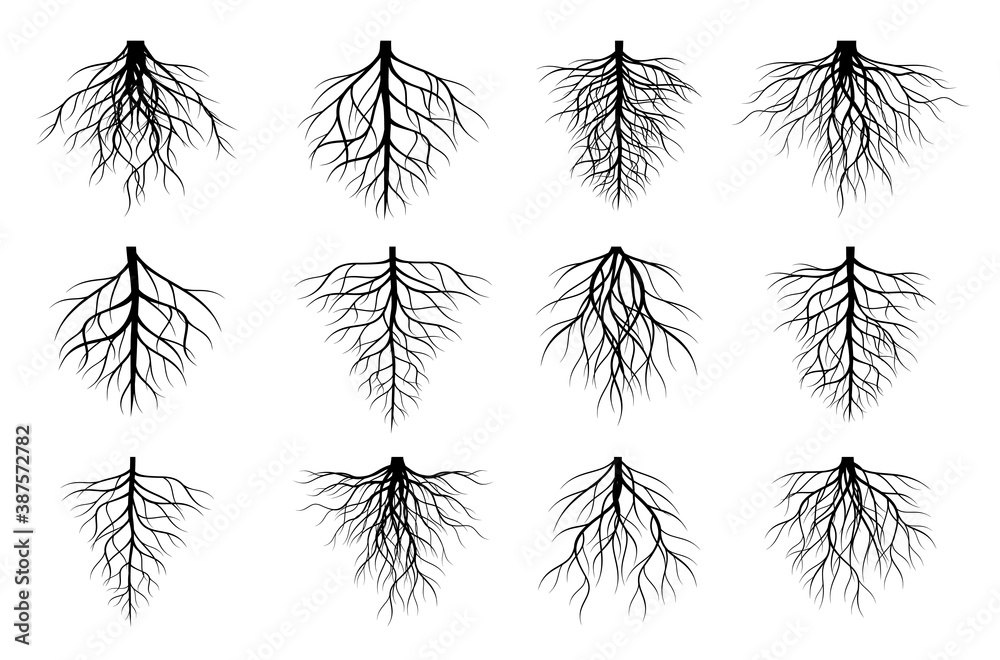 A set of black Tree Roots. Vector outline Illustration. Plant and ...