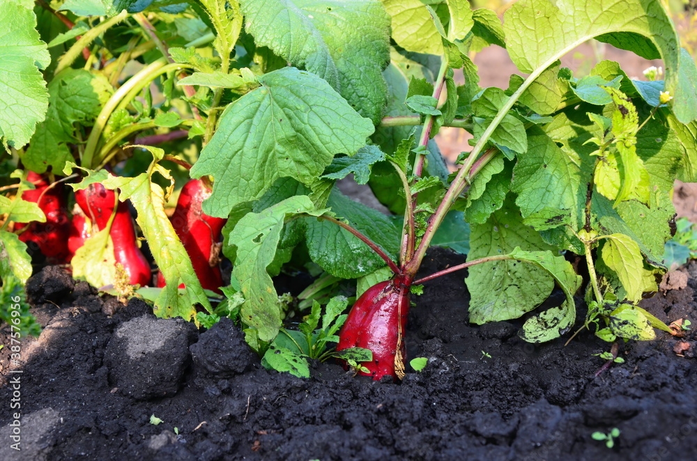 Delicious red radish grows in the garden in the beds. Organic growing ...