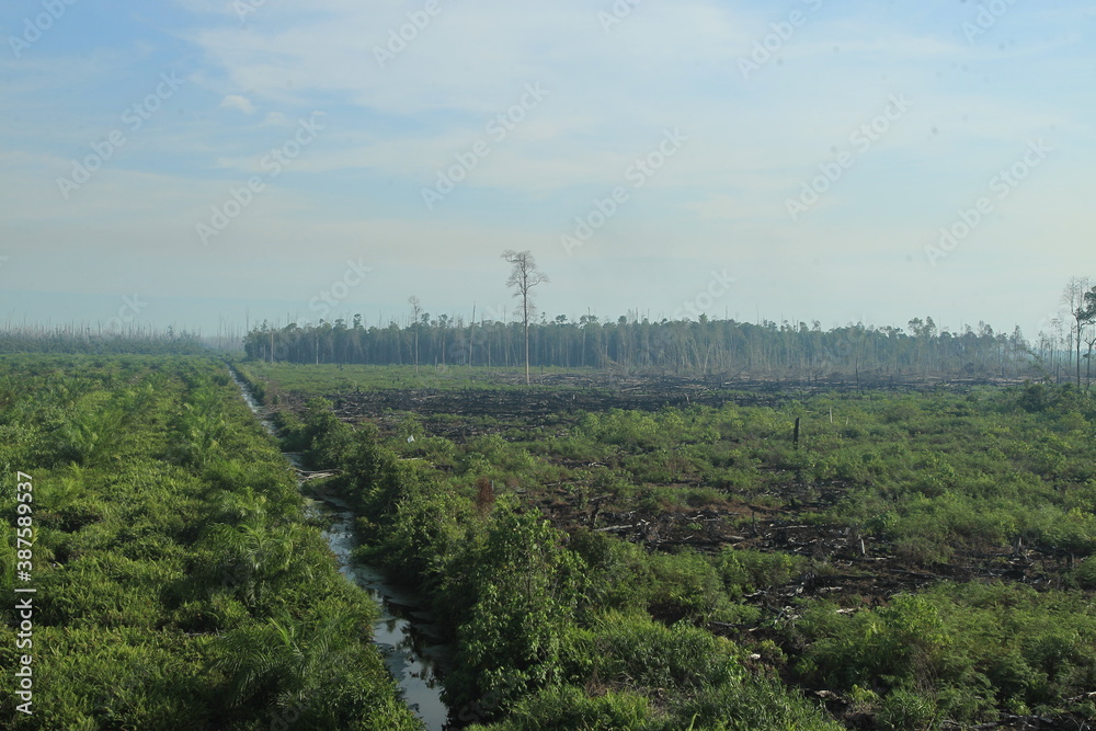 The Rawa Tripa peat forest, Aceh as a natural fortress, played an ...