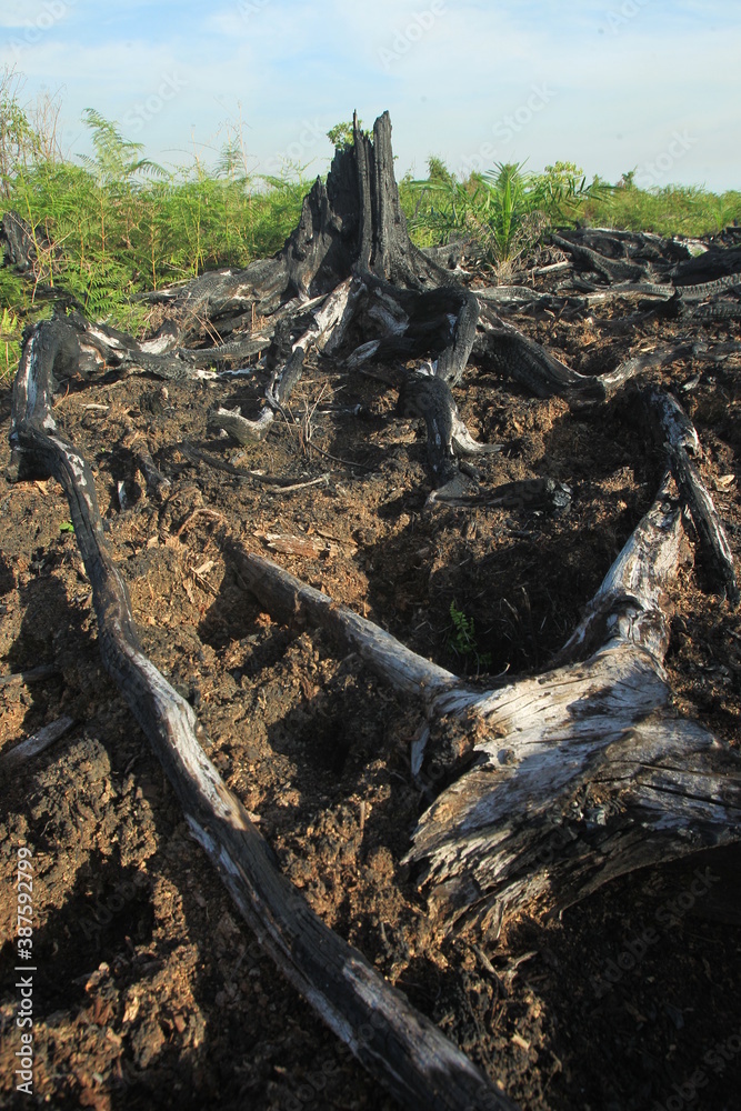 The Rawa Tripa peat forest, Aceh as a natural fortress, played an ...