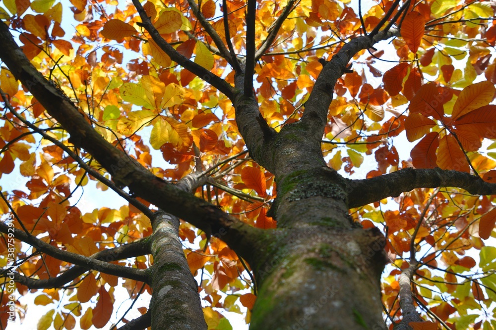Autumn trees, looking up at the beautiful tree canopies with leaves ...