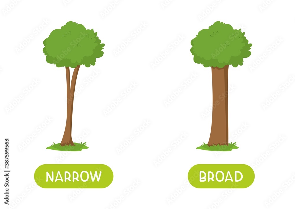 NARROW and BROAD antonyms word card vector template. Flashcard for ...