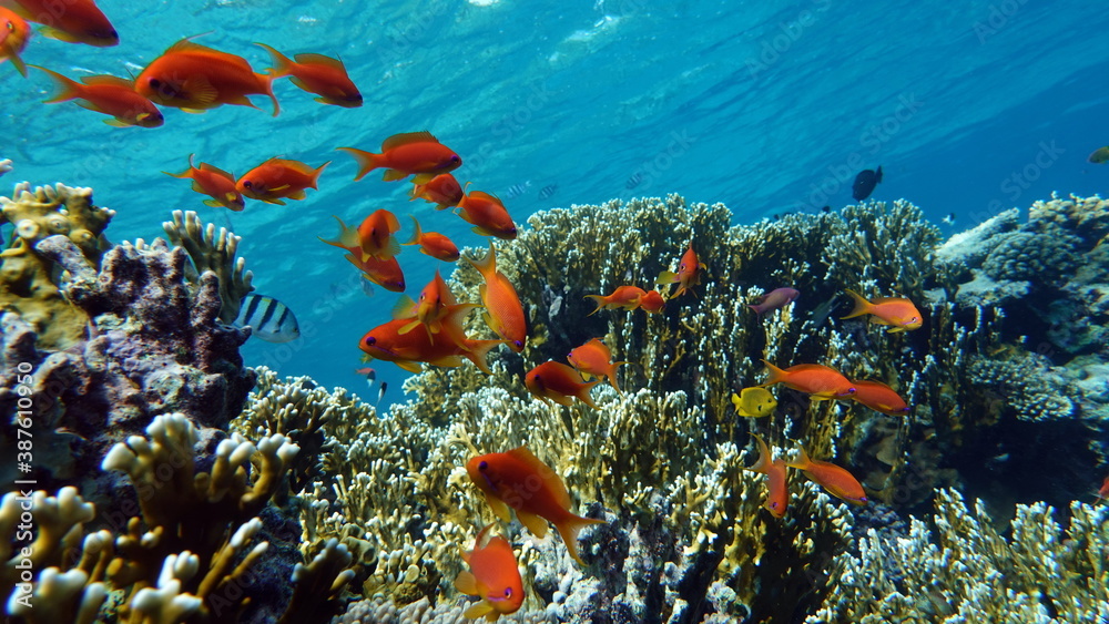 Sea Goldie. The most common antias in the Red Sea. Divers see him in ...