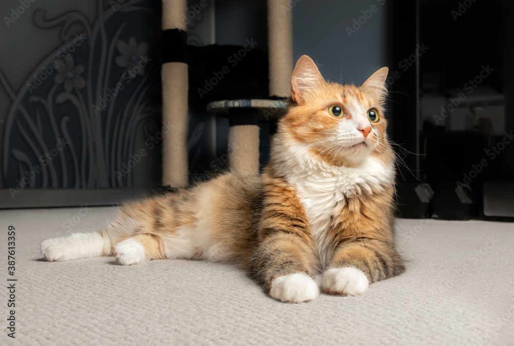 Cat lying sideways with paws to the front. Beautiful full body portrait ...