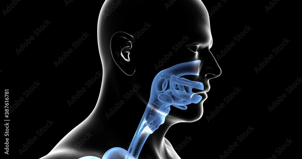 Human respiratory system highlighted blue color Stock Video | Adobe Stock