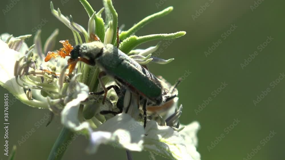 Are swaying in wind. Courtship rituals of insects and Mating Cerocoma ...