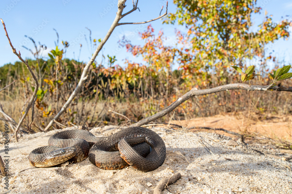 Northern water snake in the pine barrens, New Jersey, USA - Nerodia ...