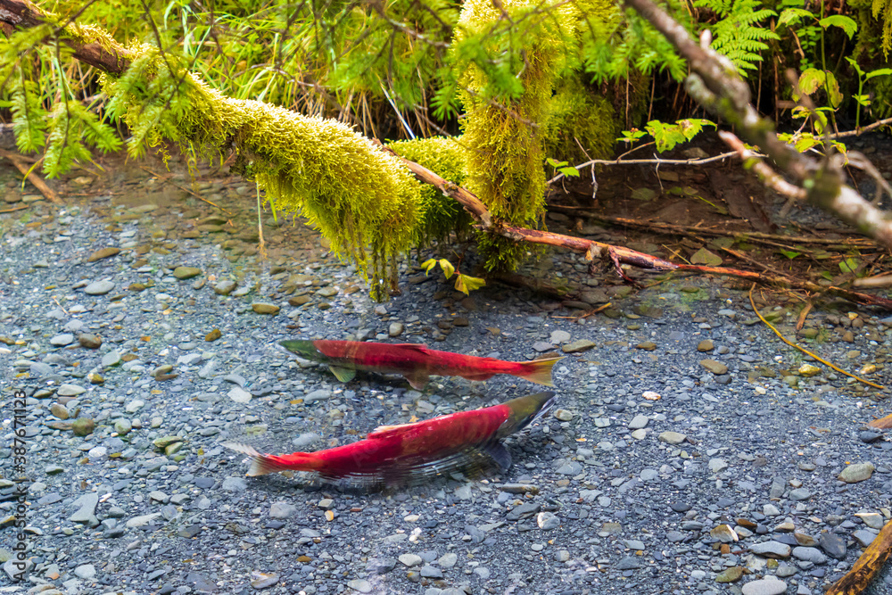 Foto de wild, red sockeye salmon spawning in a clear forest stream in ...