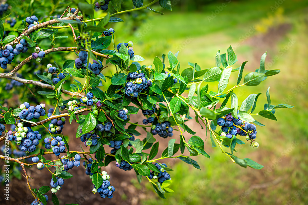 Farm in summer garden and closeup of blueberry bush for picking with ...