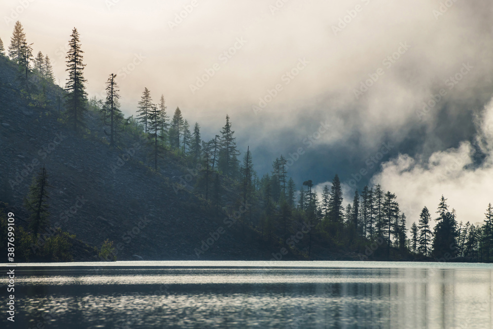 Beautiful silhouettes of pointy fir tops on hillside along mountain ...