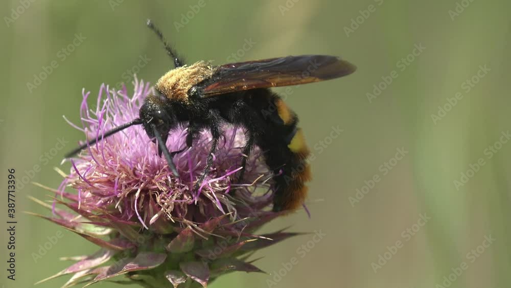 Shaggy Sphecius speciosus in family Crabronidae, cicada killer or ...