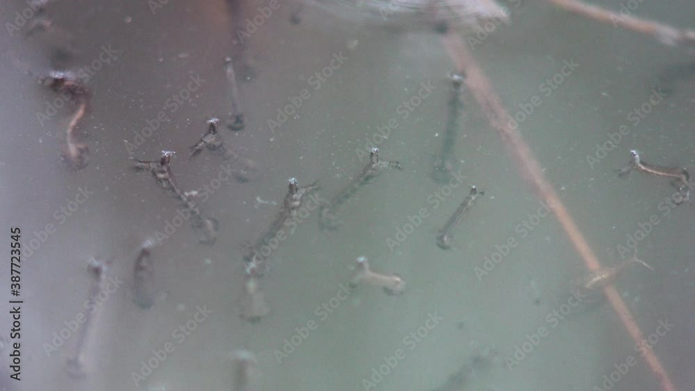 Stockvideo Muddy waters on surface of forest swamp float a larva ...