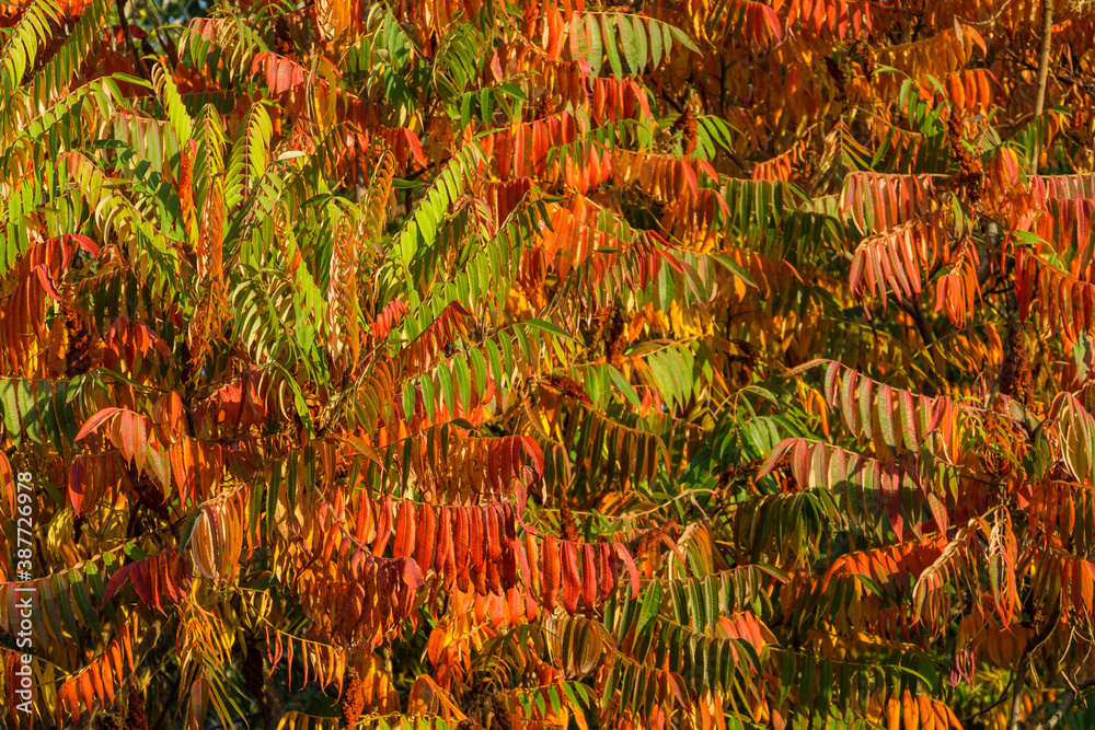 Autumn colors of the Rhus typhina (Staghorn sumac, Anacardiaceae). Red ...