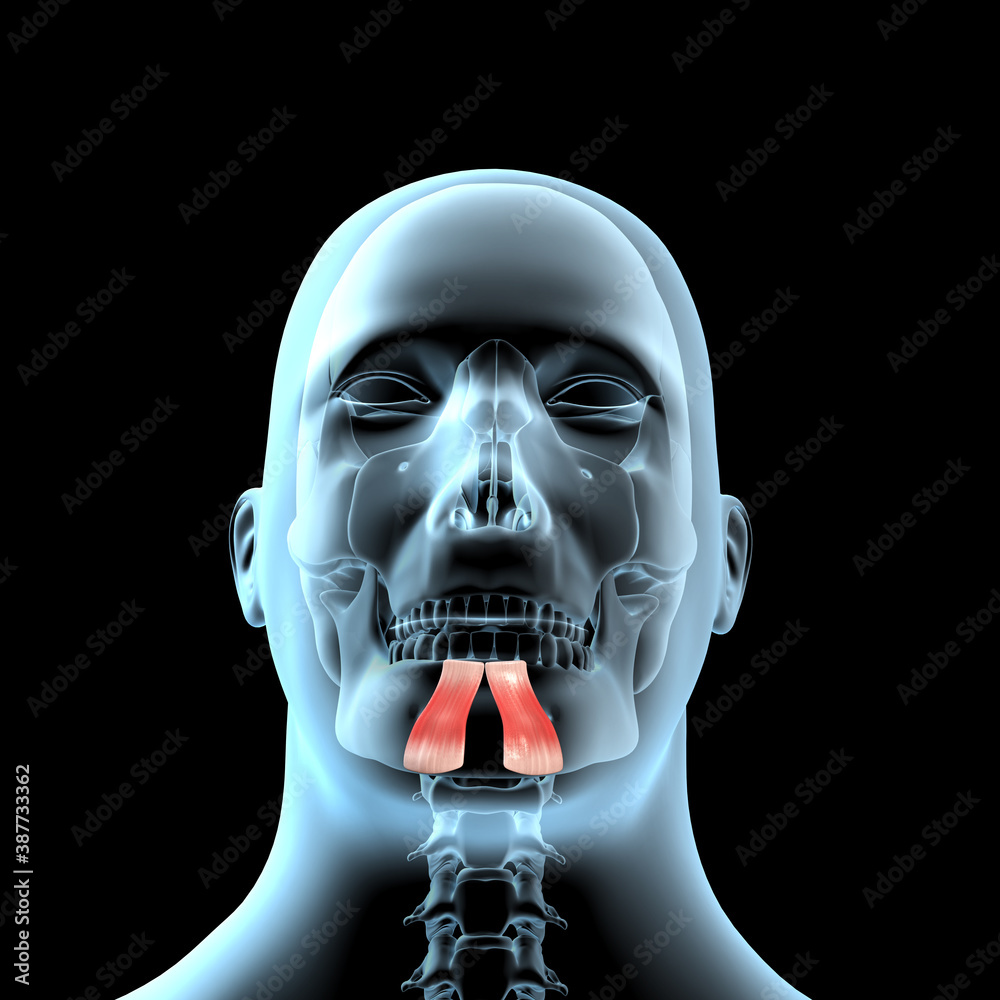 3d Illustration of the Depressor Labii Inferioris Muscles Anatomical ...