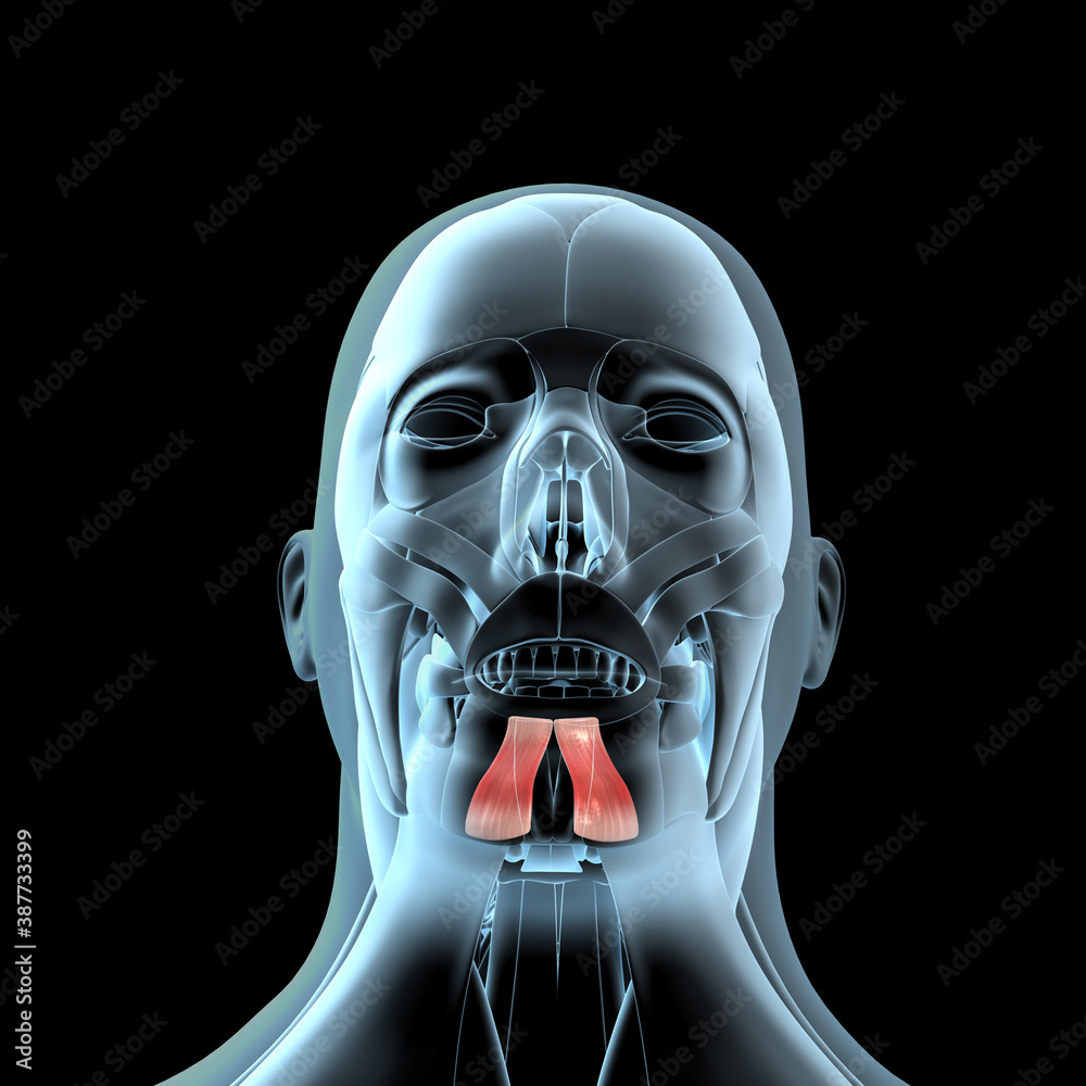 3d Illustration of the Depressor Labii Inferioris Muscles on Xray ...
