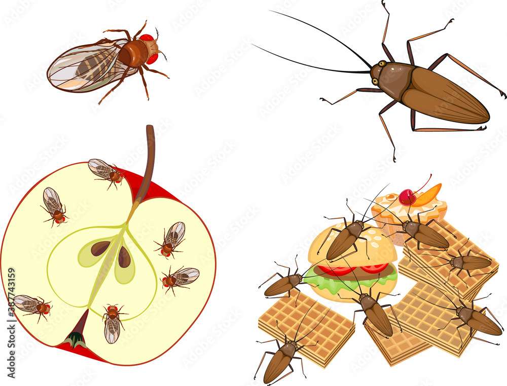Cockroaches and Fruit flies (Drosophila melanogaster) on food isolated ...