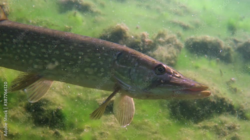 Adventurous footage of wild pike cryptically waiting in nature habitat ...