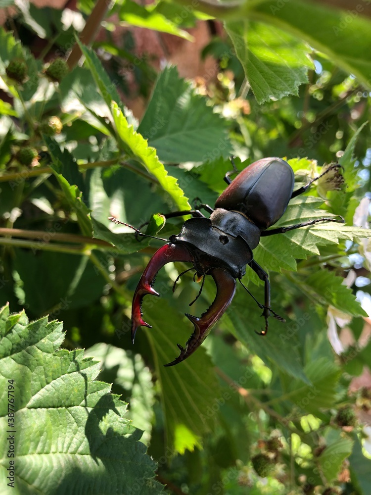 stag beetle (cuckold) on a branch Stock Photo | Adobe Stock