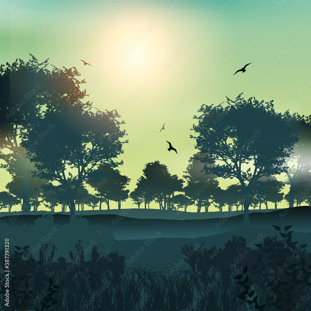 Forest background, nature, landscape. Birch, linden,larch , grass. Fog ...