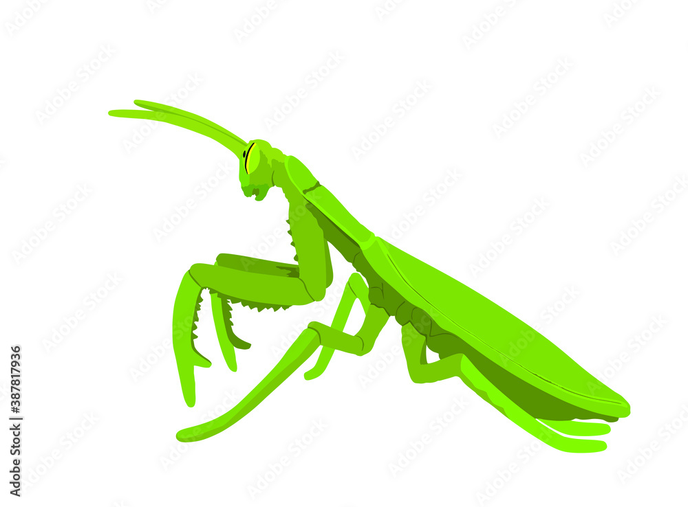 Praying mantis vector illustration isolated on white background. Exotic ...