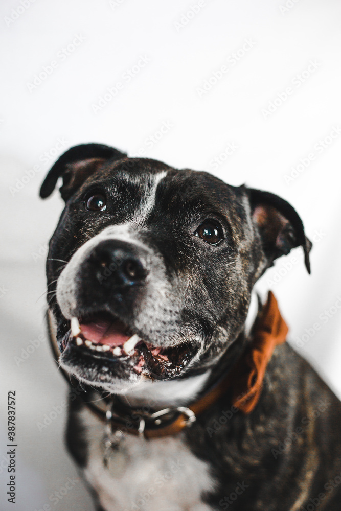 Smiling English Staffordshire Bull Terrier (Staffie) dog wears bow tie ...
