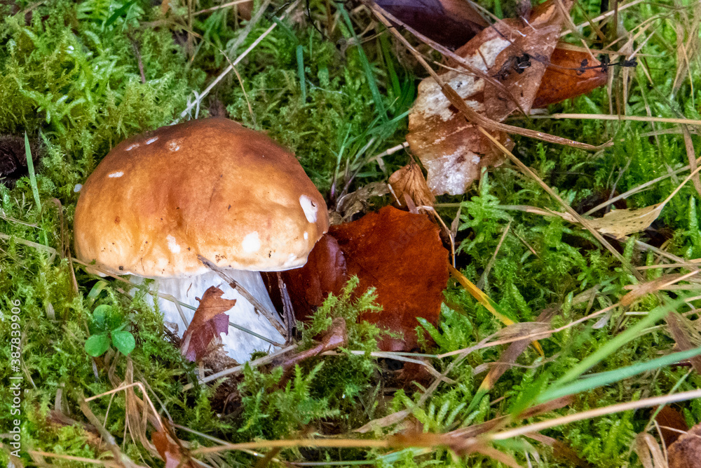 Herbstliche Landschaften im Wald und auf der Wiese, Pilze im Wald ...