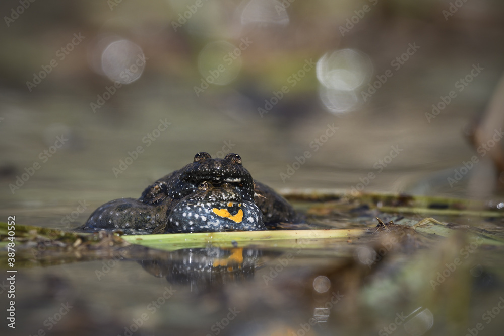 European fire-bellied toad couple mating bloated in water Stock Photo ...