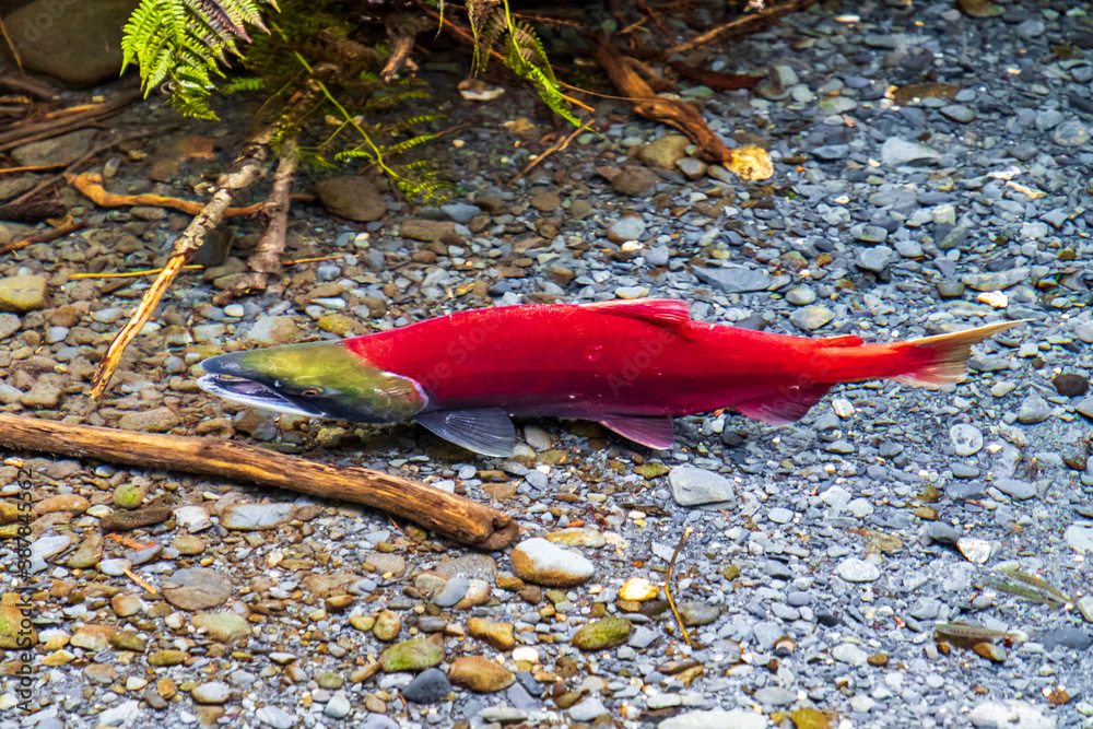 Fotka „male wild, red sockeye salmon next to nest he has made in a ...