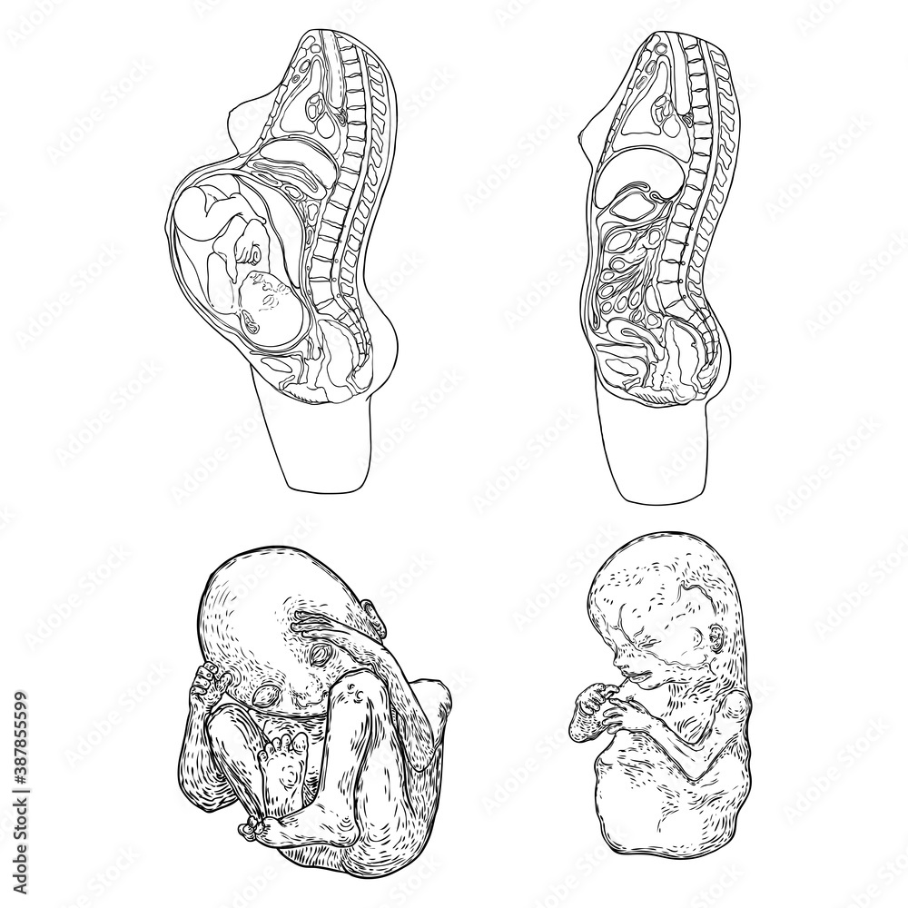 Woman and pregnancy diagram set. Detailed female body organs anatomy ...