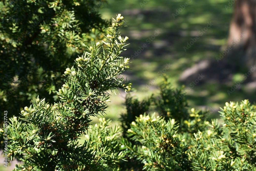 Coniferous tree branches of Tsuga canadensis, also known as Canadian ...