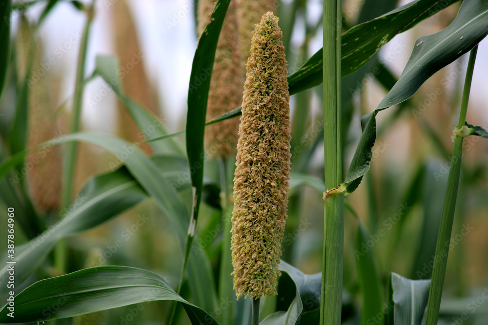 Pearl Millet Plant