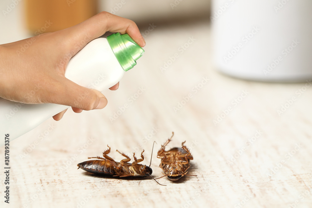 Pest control. Using household insecticide to kill cockroaches at home ...