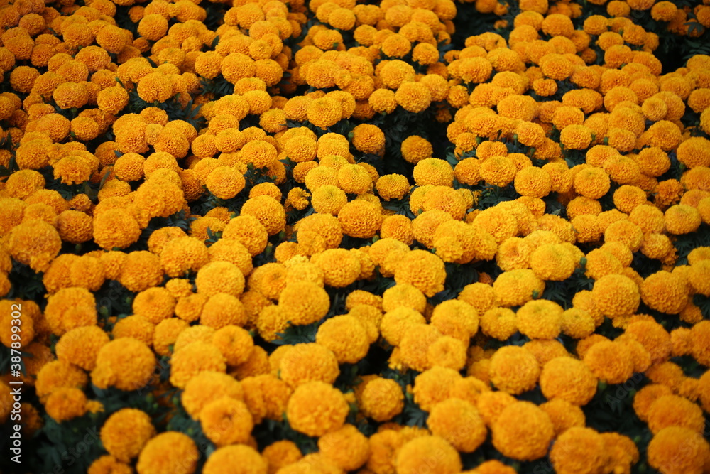 Flores de Cempasuchil, Cempasuchil flower used for mexican day of the ...