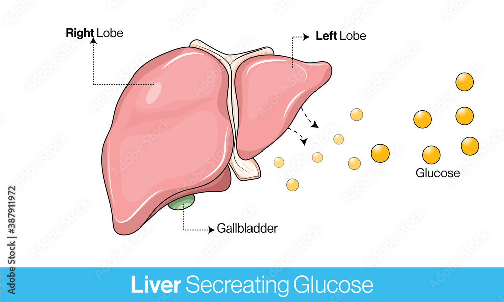 Human liver anatomy showing gallbladder and secreting glucose vector ...